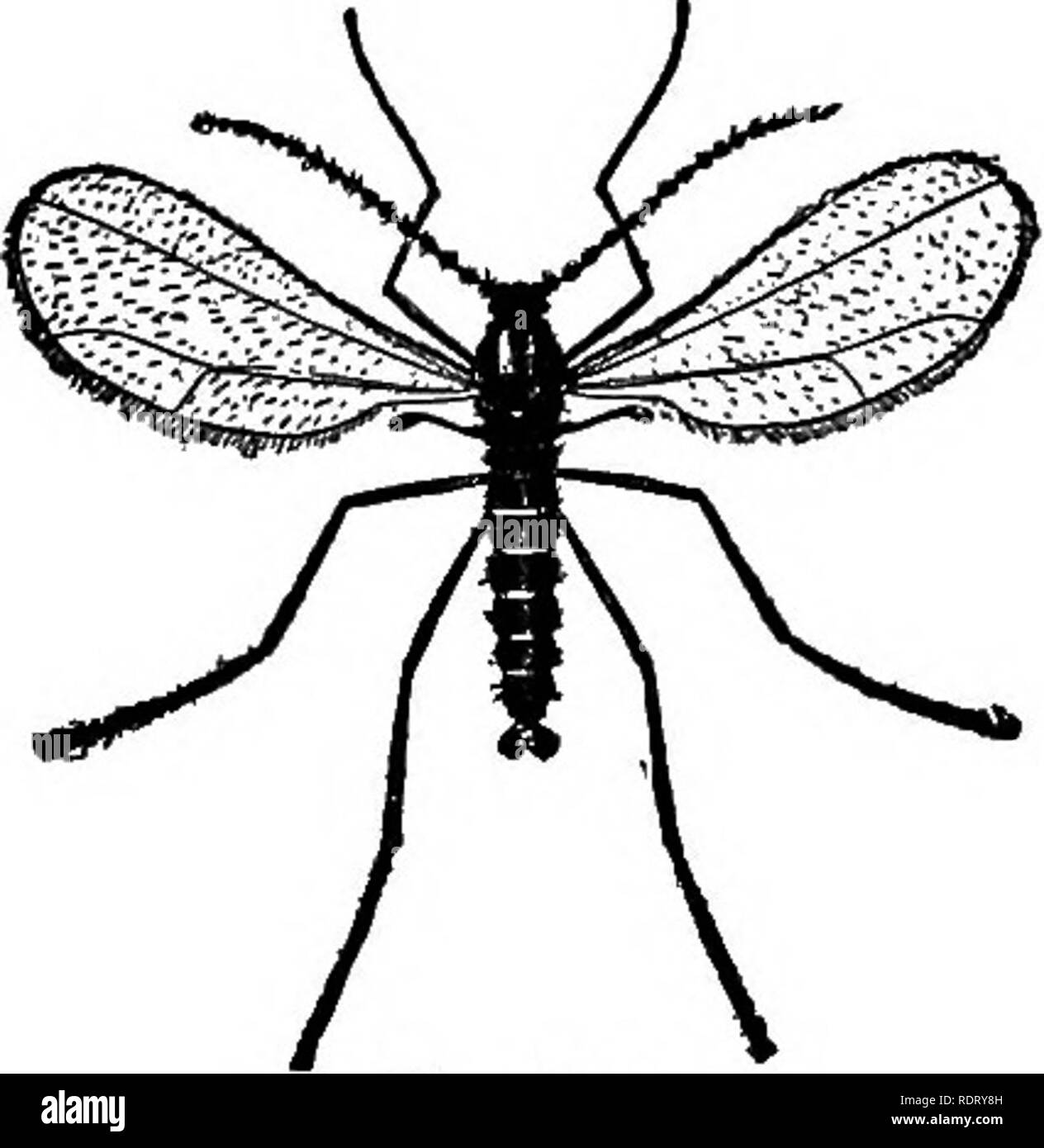 Mayetiola Destructor High Resolution Stock Photography and Images - Alamy