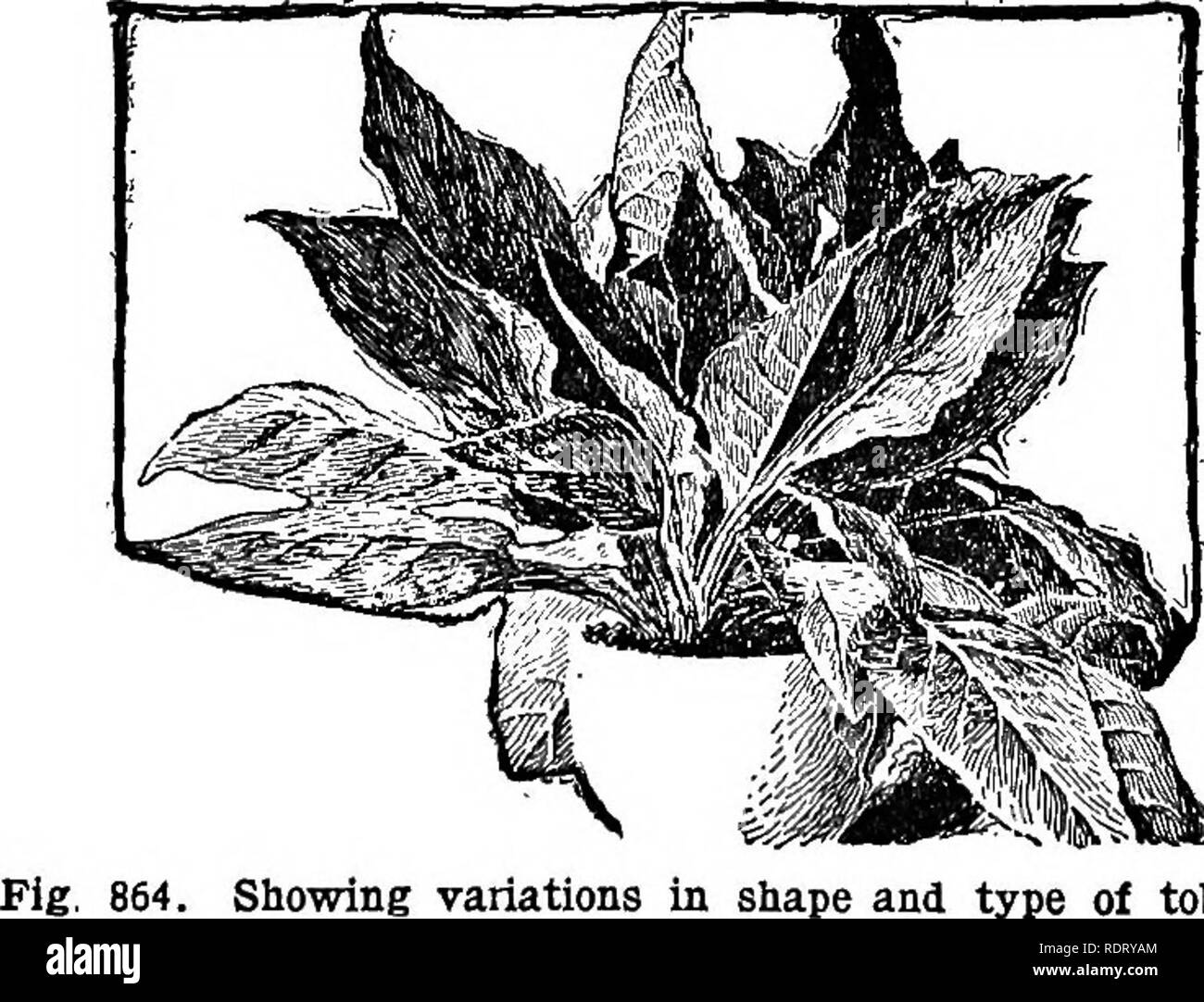 Seed pod circle Black and White Stock Photos & Images - Alamy