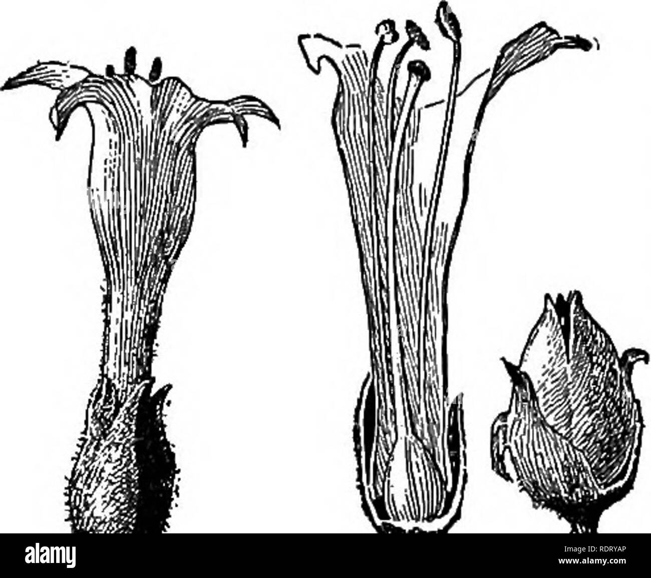 Seed pod circle Black and White Stock Photos & Images - Alamy