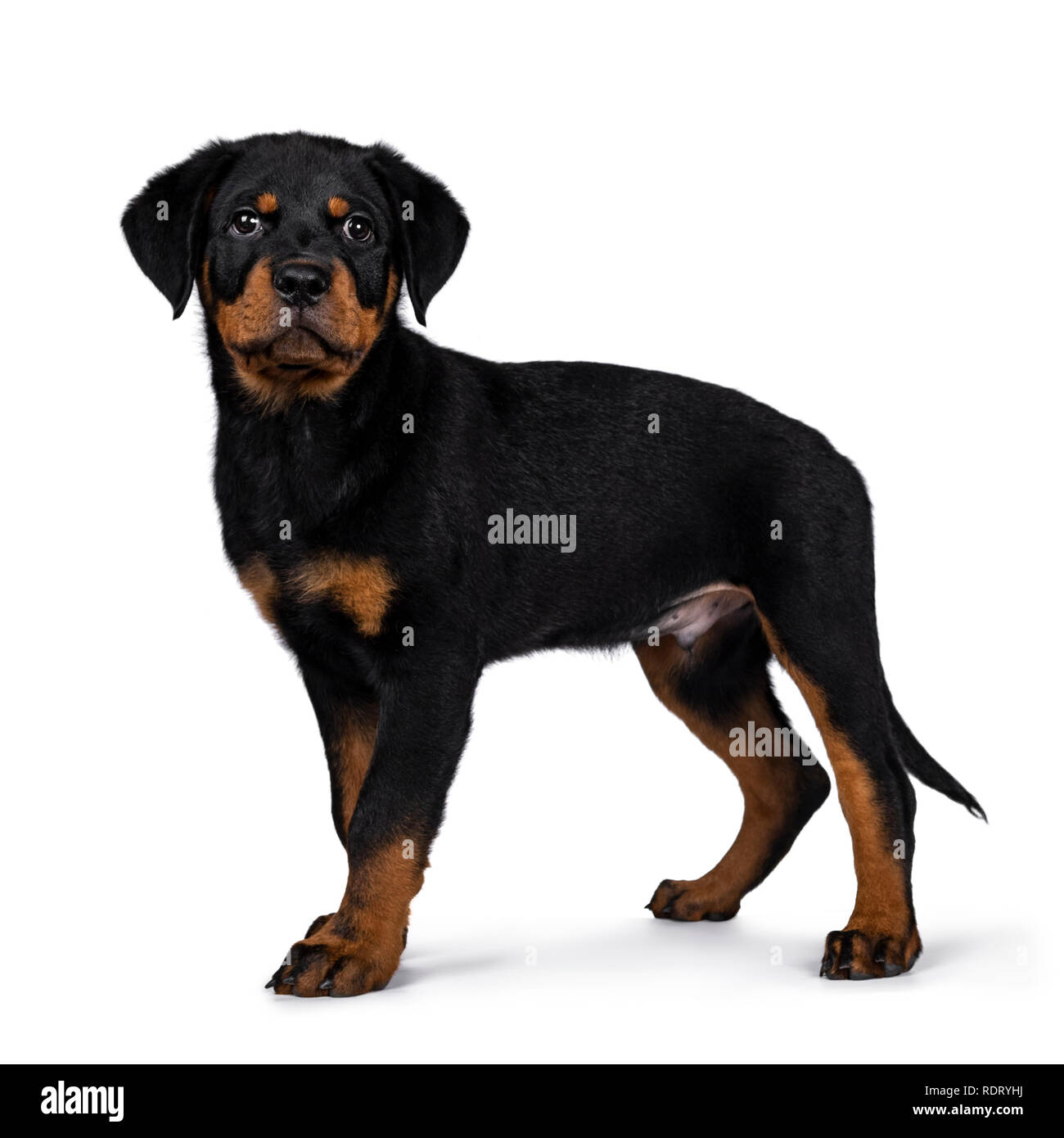 Rottweiler Tail | seeds.yonsei.ac.kr