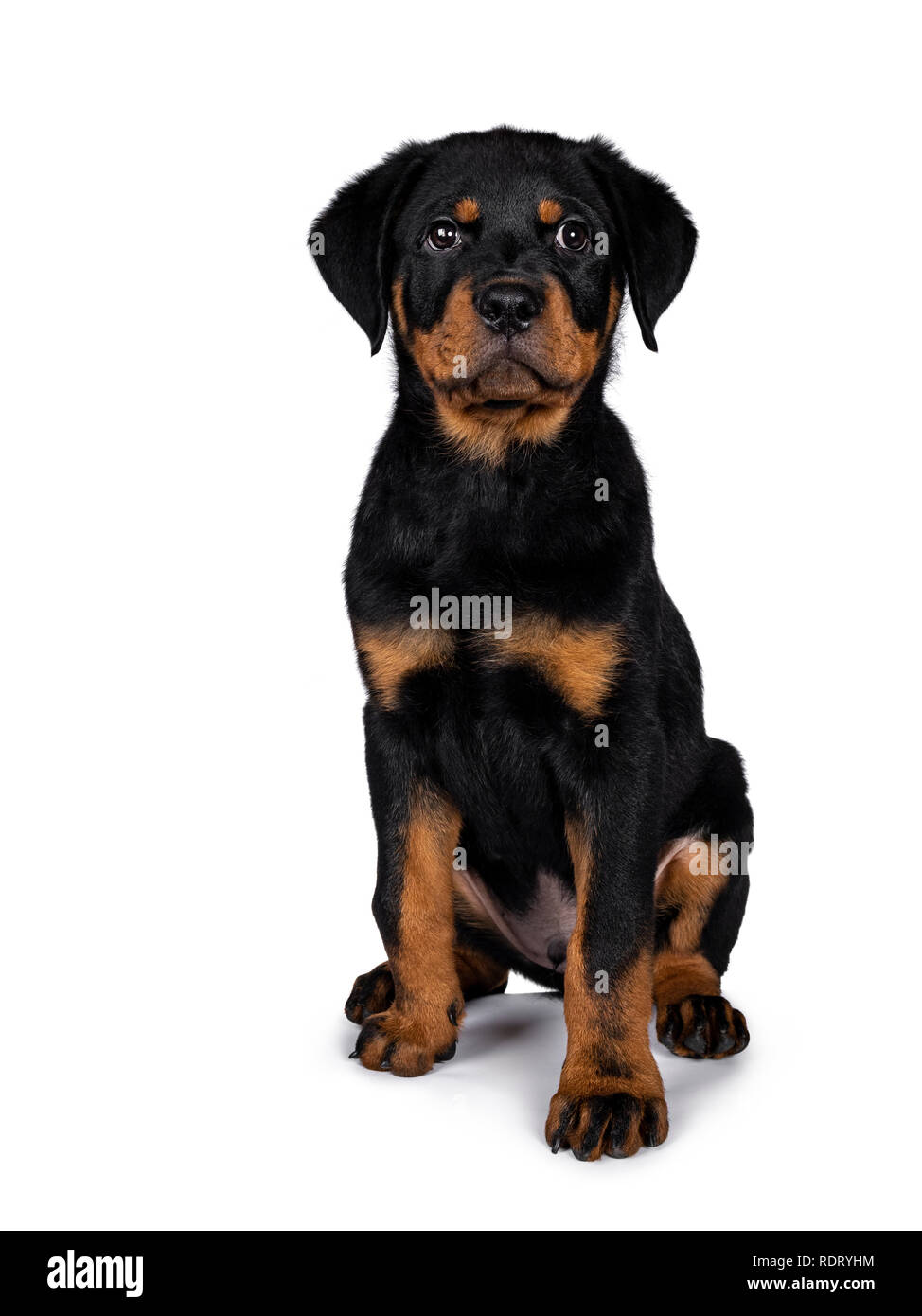 White Rottweiler Puppies