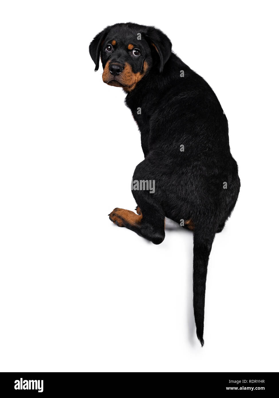 Dog Looking Over His Shoulder High Resolution Stock Photography and ...