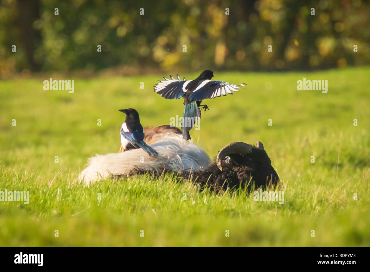 Common magpie birds, Pica Pica, playing on resting and sleeping sheeps ...