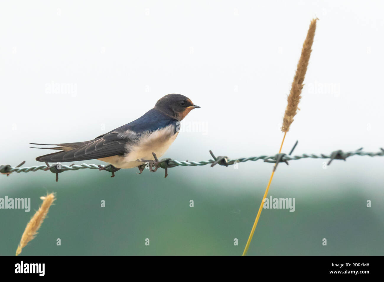 Closeup of a Barn Swallow (Hirundo rustica) resting after hunting on ...