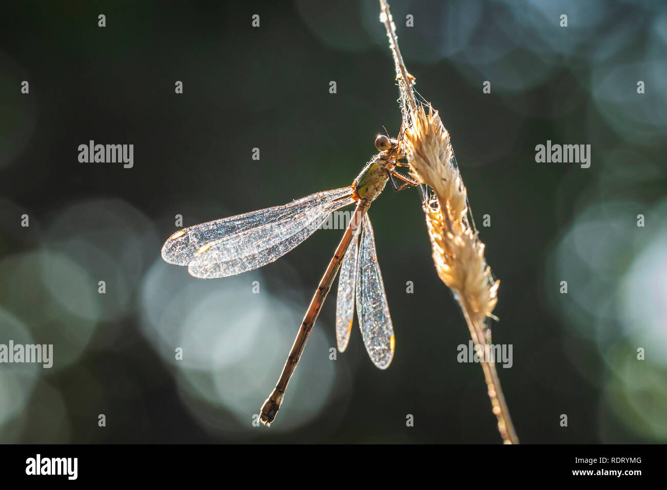 Detail closeup of a western willow emerald damselfly, Chalcolestes ...