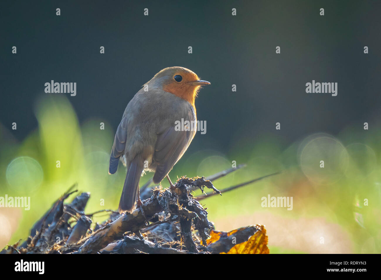 European robin (Erithacus rubecula) bird singing in sun rays sunlight ...
