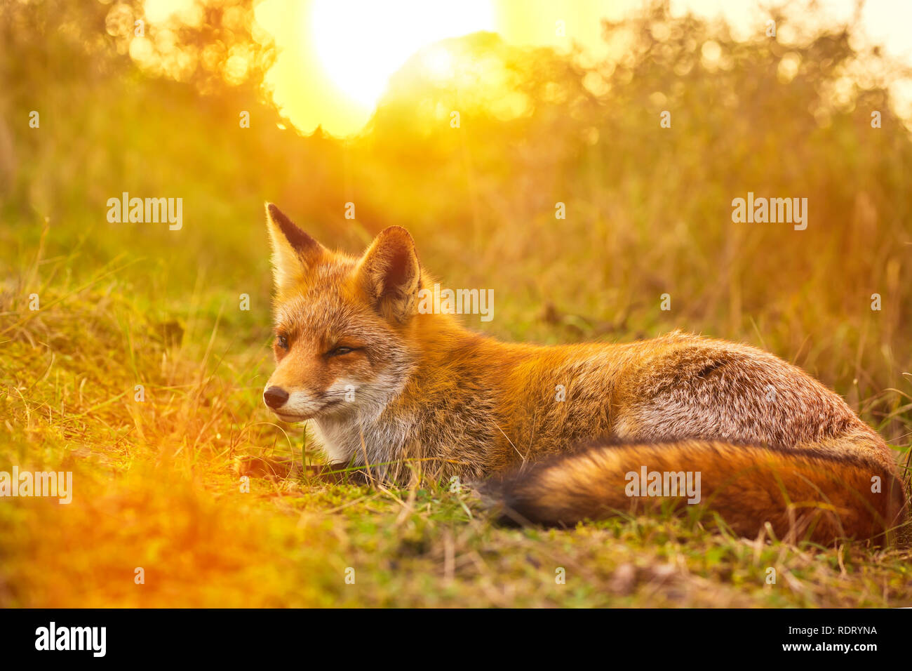 Wild young red fox (vulpes vulpes) vixen scavenging in a forest and dunes during sunset Stock ...