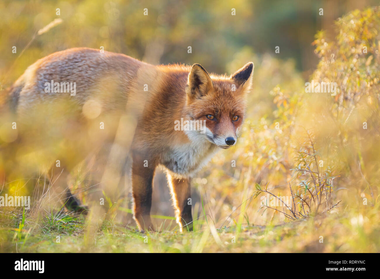 Wild young red fox (vulpes vulpes) vixen scavenging in a forest and dunes during sunset Stock ...