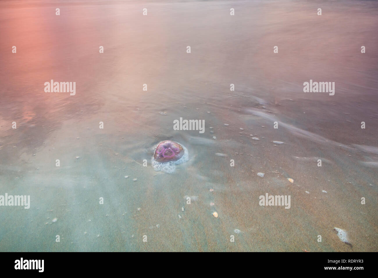 Jellyfish stranded at the beach at low tide during sunset. Abstract ...