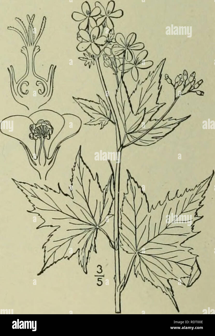 Hispid mallow hi-res stock photography and images - Alamy