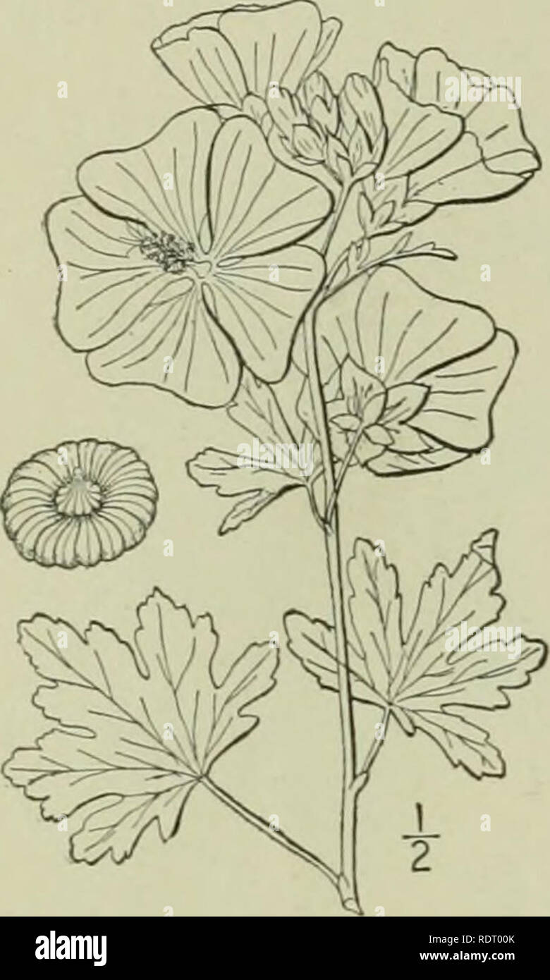 Alcea Sp High Resolution Stock Photography and Images - Alamy