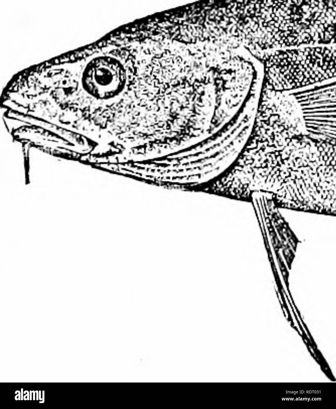 . American food and game fishes : a popular account of all the species ...