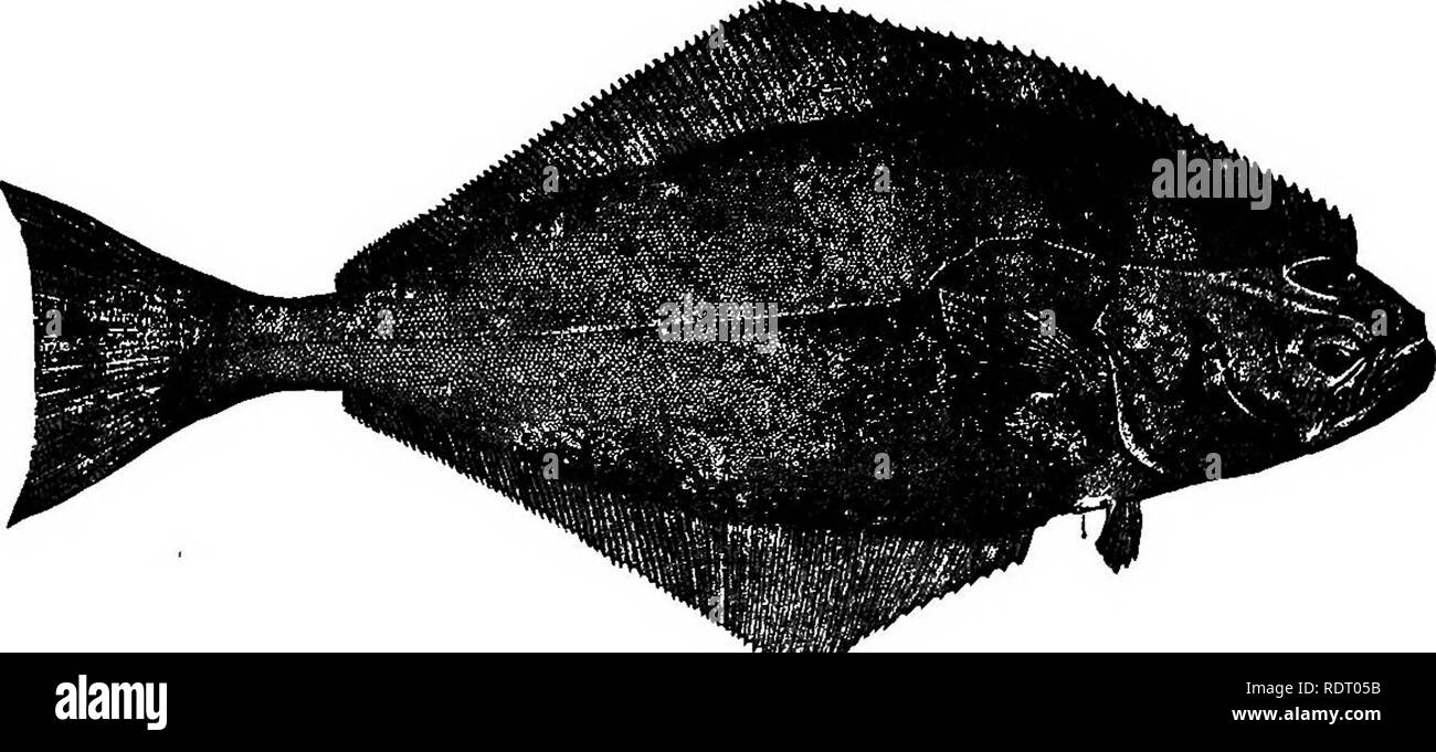 Cased fish hi-res stock photography and images - Alamy