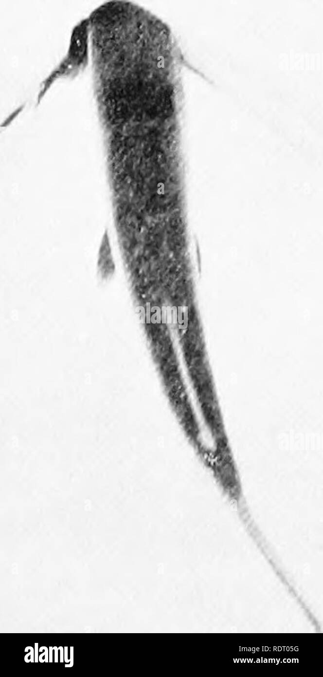 Fish skin cells Black and White Stock Photos & Images - Alamy
