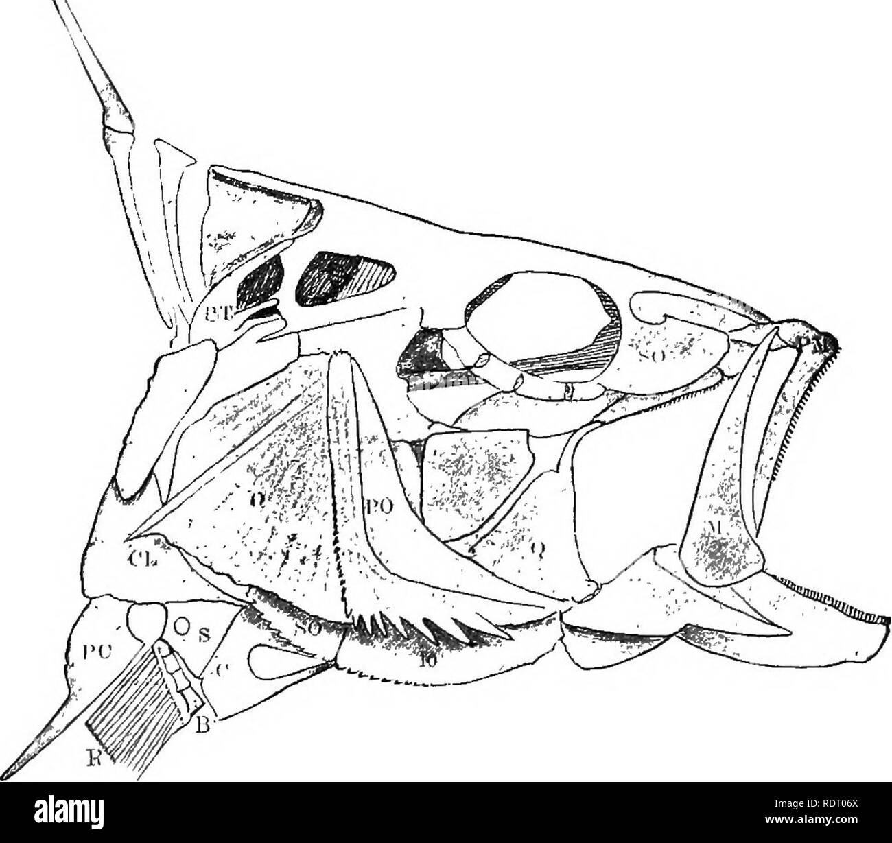 . Text book of vertebrate zoology. Vertebrates; Anatomy, Comparative ...