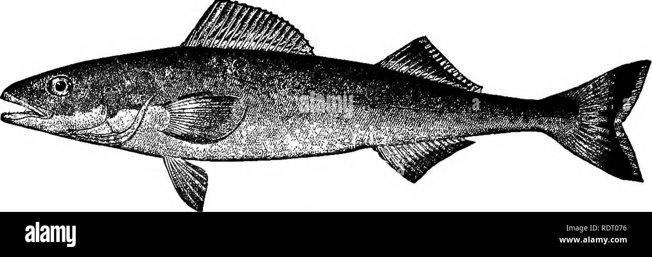 Hag fish hi-res stock photography and images - Alamy