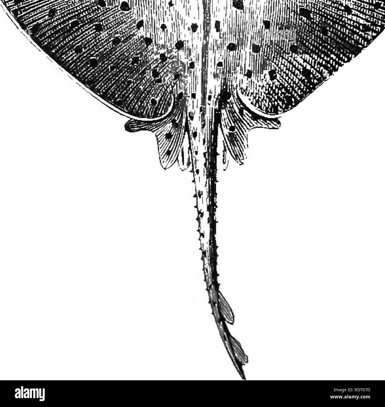 Common skate fish Black and White Stock Photos & Images - Alamy
