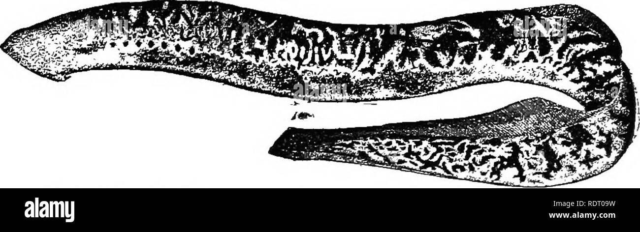 Hyperoartia hi-res stock photography and images - Alamy