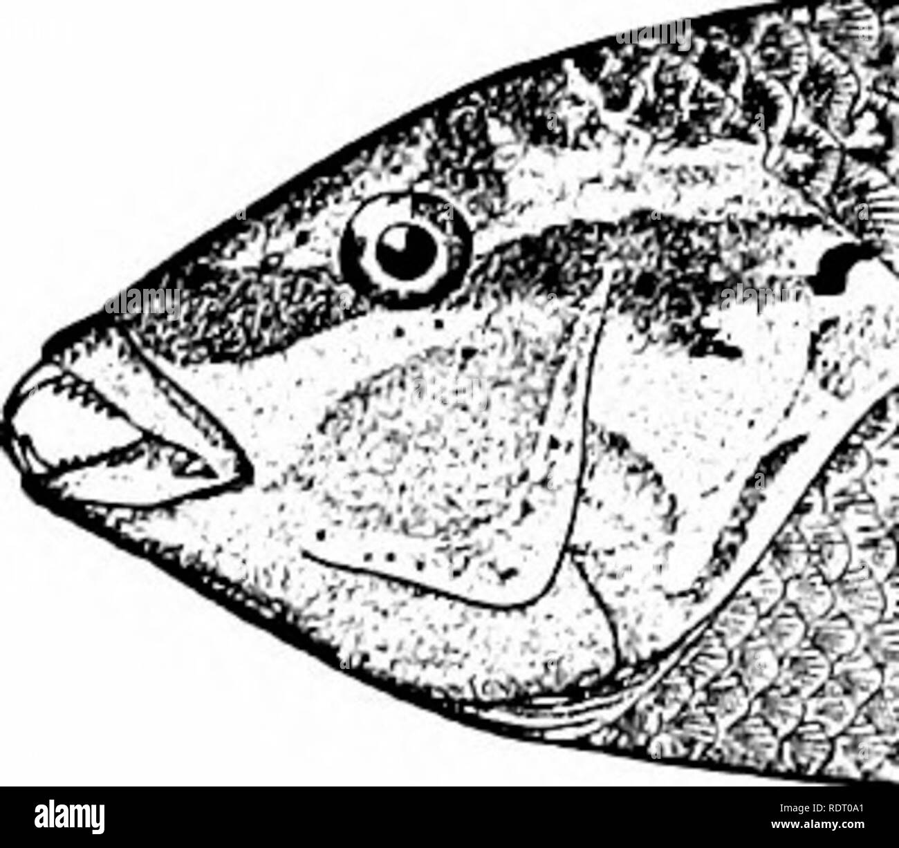 . Fishes. Fishes. CHAPTER VIII BARRIERS TO DISPERSION OF RIVER FISHES ...