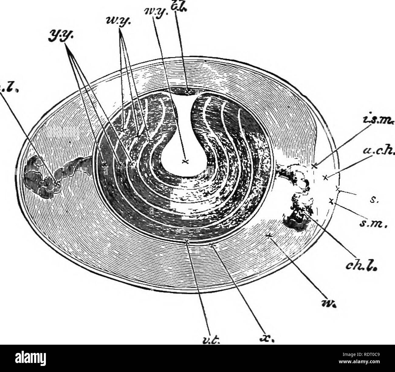 Mammal embryo Cut Out Stock Images & Pictures - Alamy