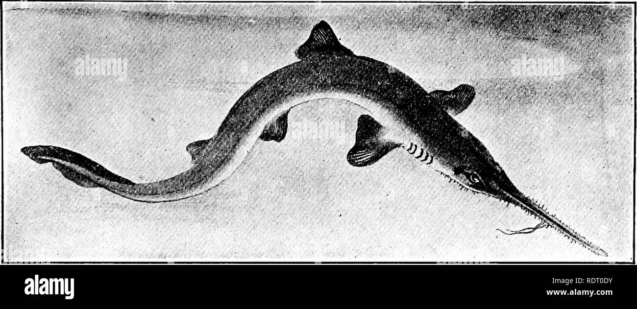 Giant Sawfish Attack