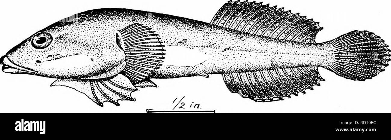 . Fishes. Fishes. yo Adaptations of Fishes fishes attach themselves by ...