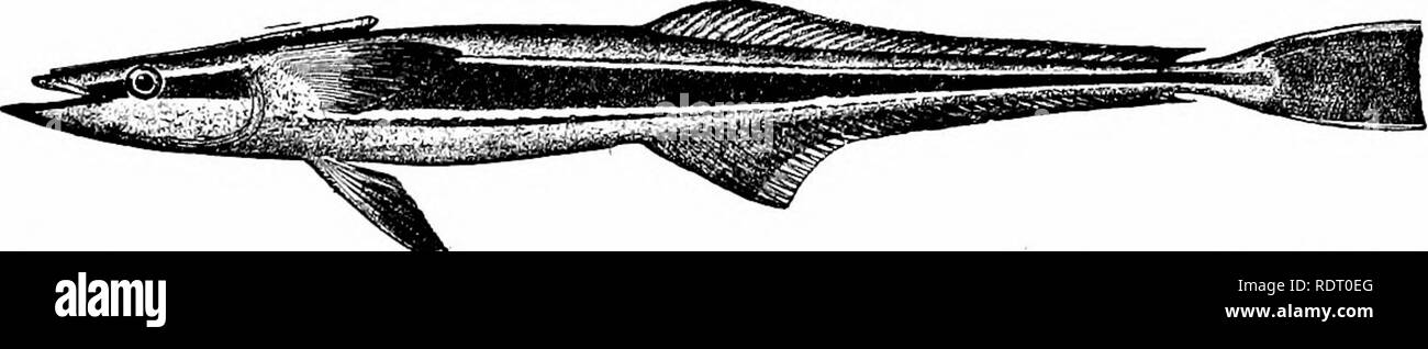 Phosphorescent organs of fishes hi-res stock photography and images - Alamy