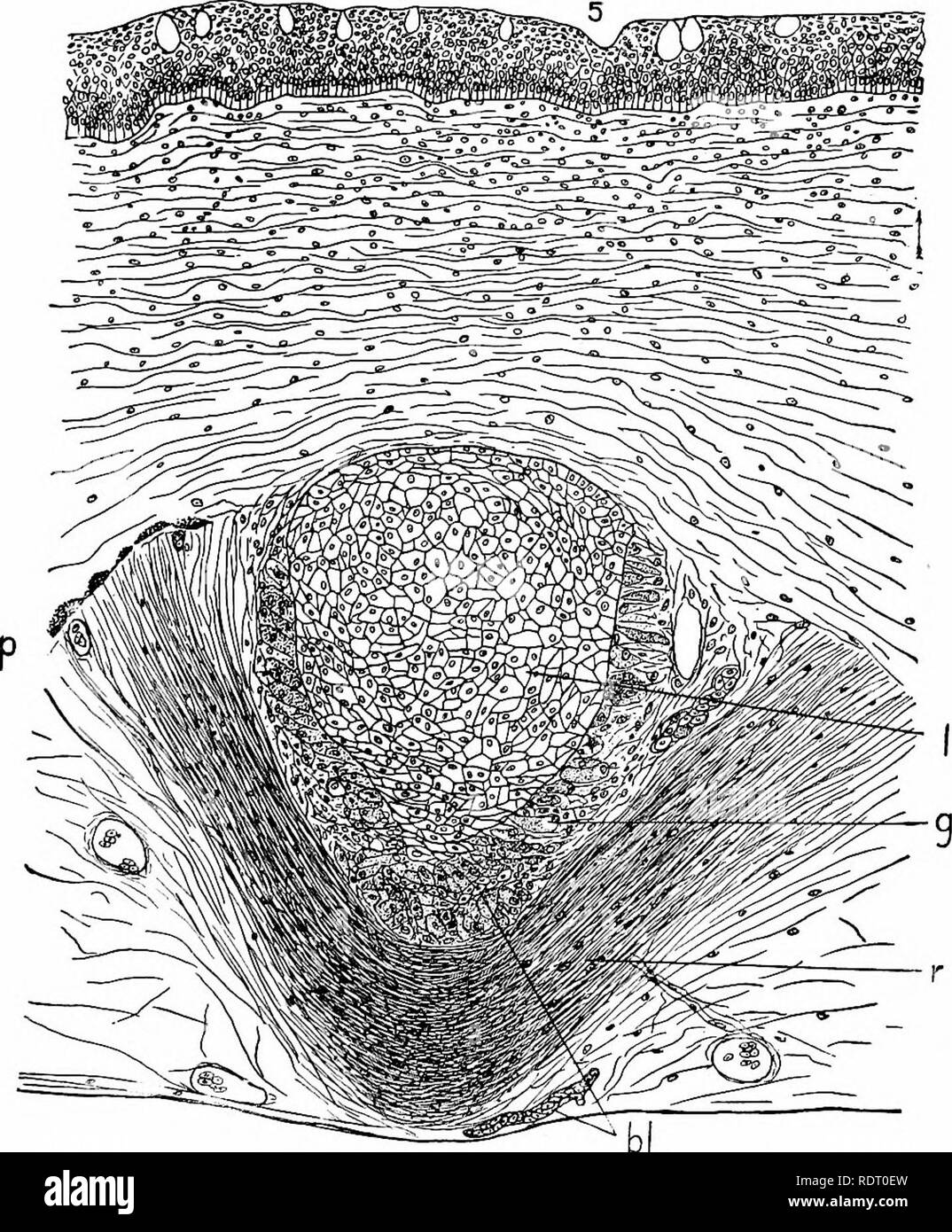 Morphological adaptations hi-res stock photography and images - Alamy