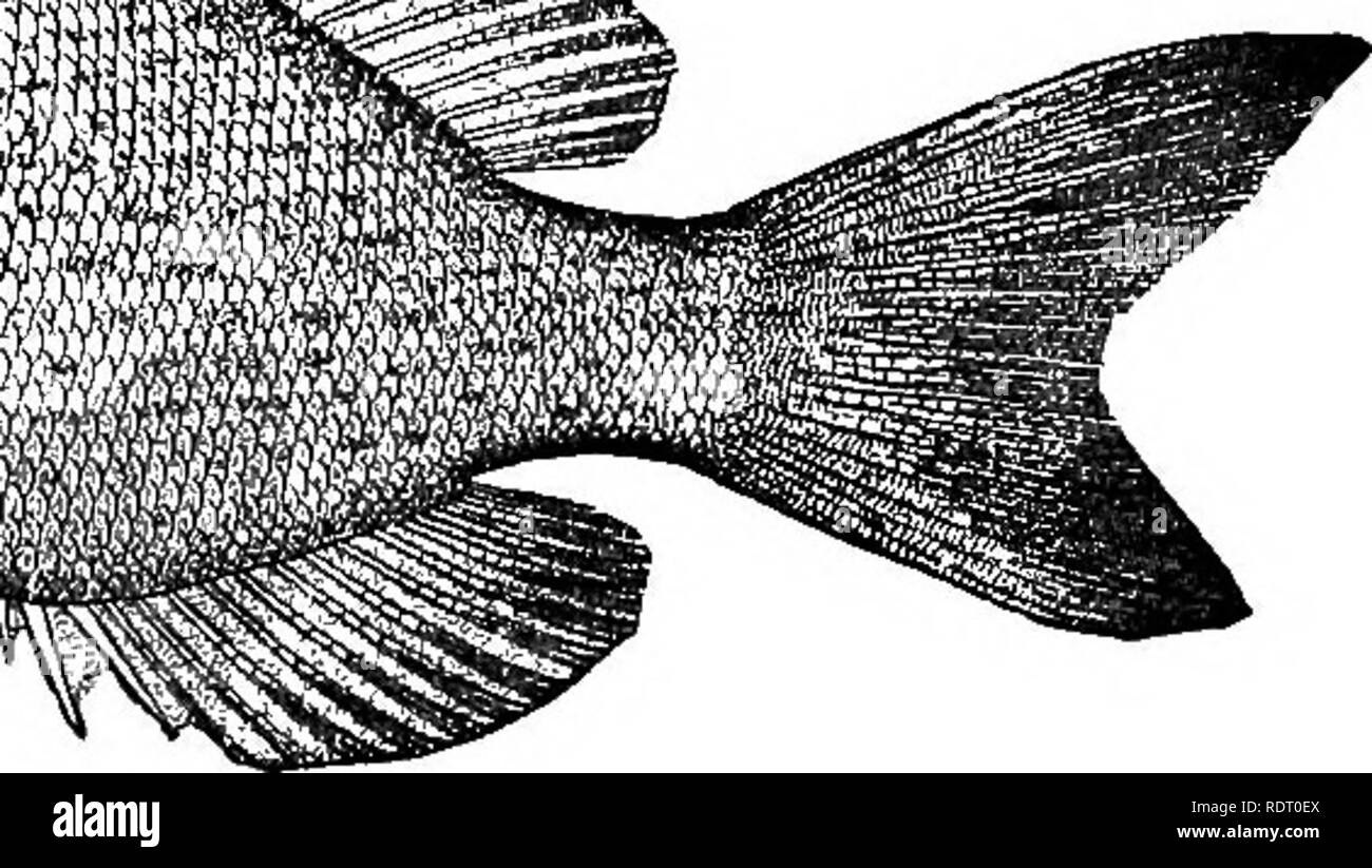 Bog species Black and White Stock Photos & Images - Alamy