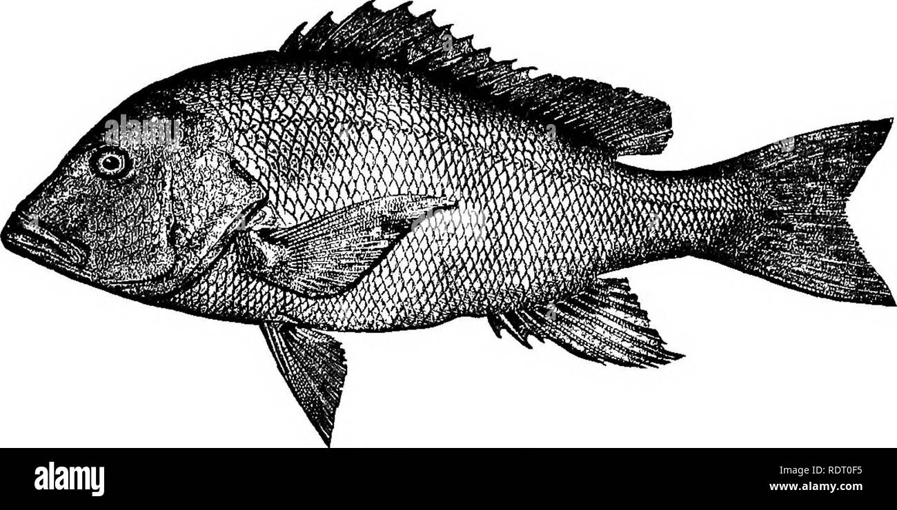 Fish snapper Black and White Stock Photos & Images - Alamy