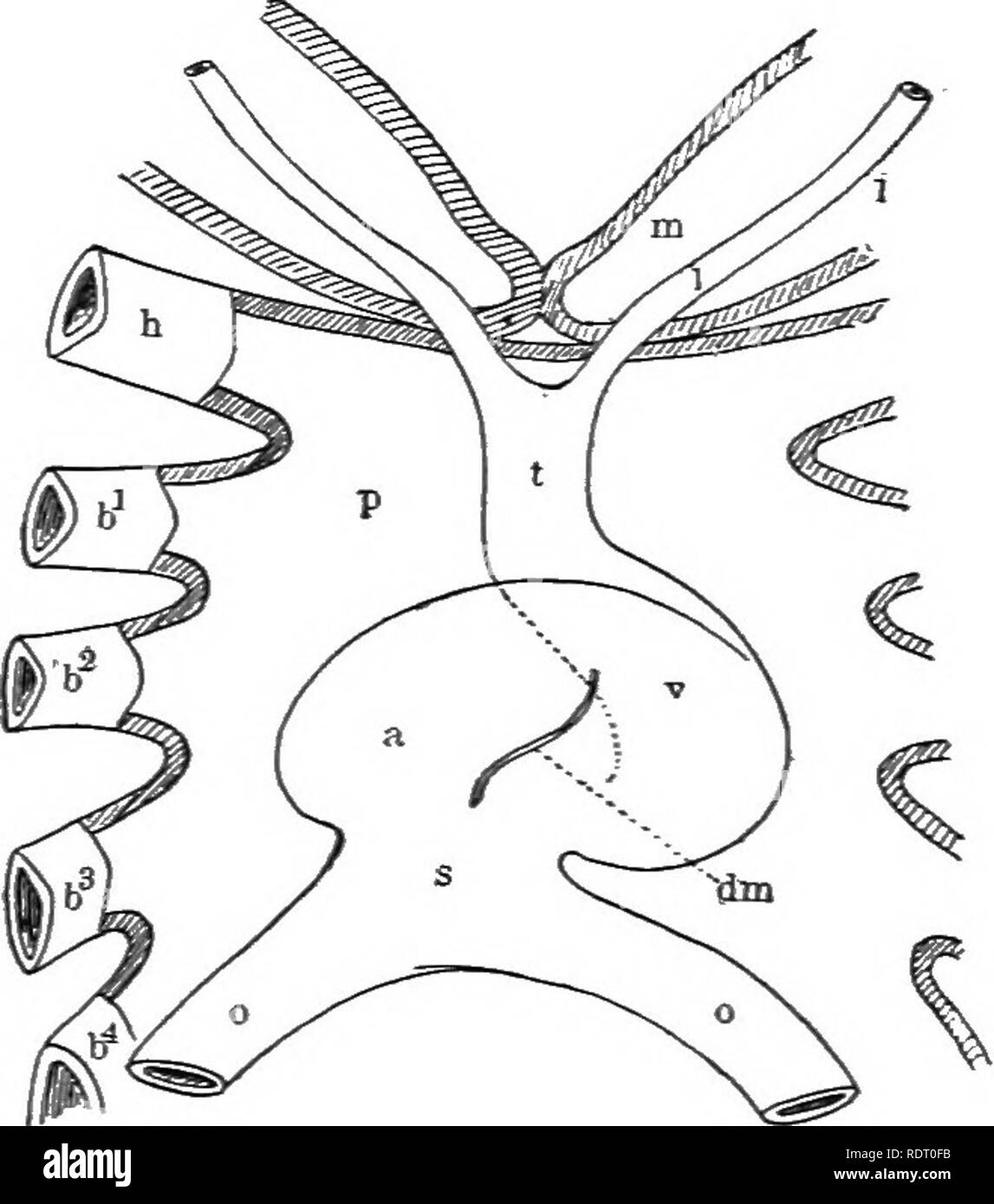 . Text book of vertebrate zoology. Vertebrates; Anatomy, Comparative ...