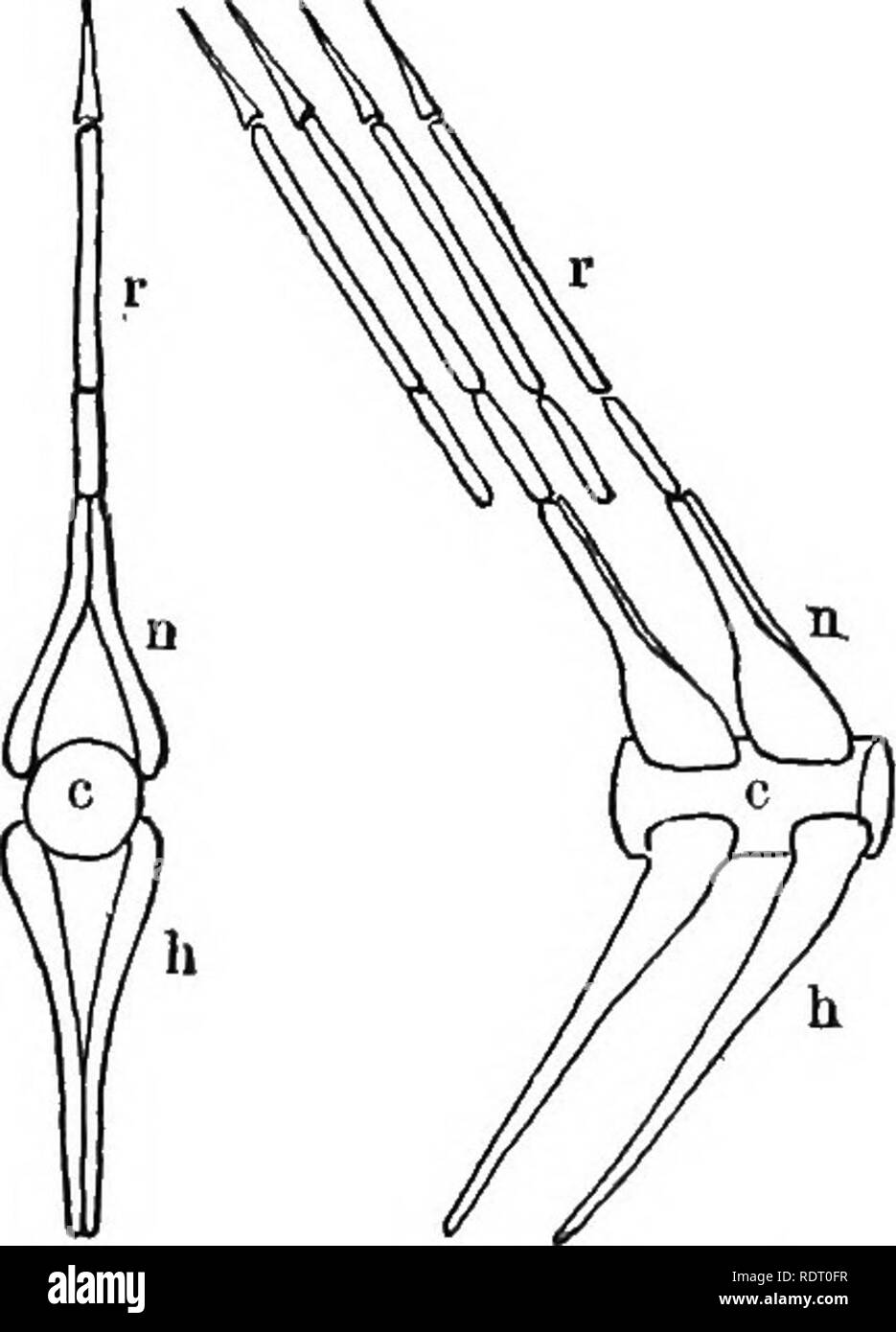 . Text book of vertebrate zoology. Vertebrates; Anatomy, Comparative ...