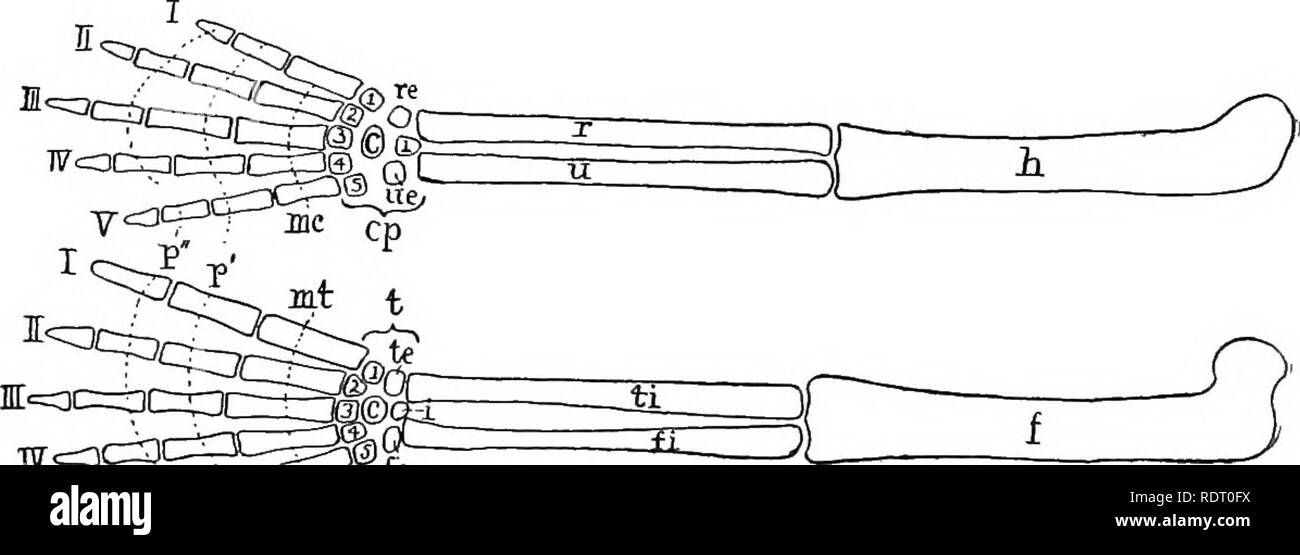 . Text book of vertebrate zoology. Vertebrates; Anatomy, Comparative ...