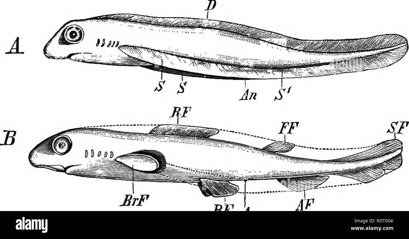 . Text book of vertebrate zoology. Vertebrates; Anatomy, Comparative ...
