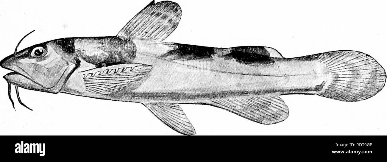 Mad fishes hi-res stock photography and images - Alamy