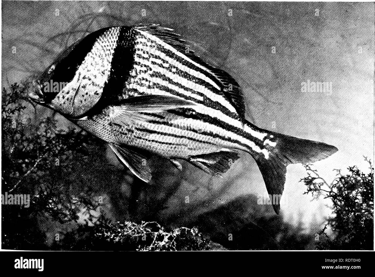 Yellow grunt Black and White Stock Photos & Images - Alamy