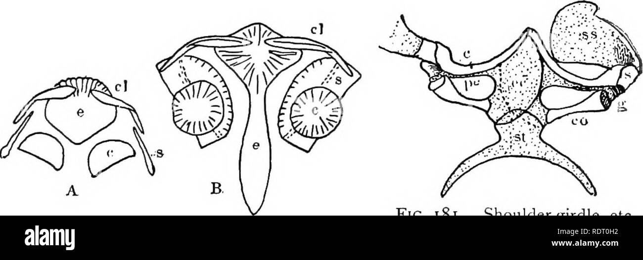 . Text book of vertebrate zoology. Vertebrates; Anatomy, Comparative ...