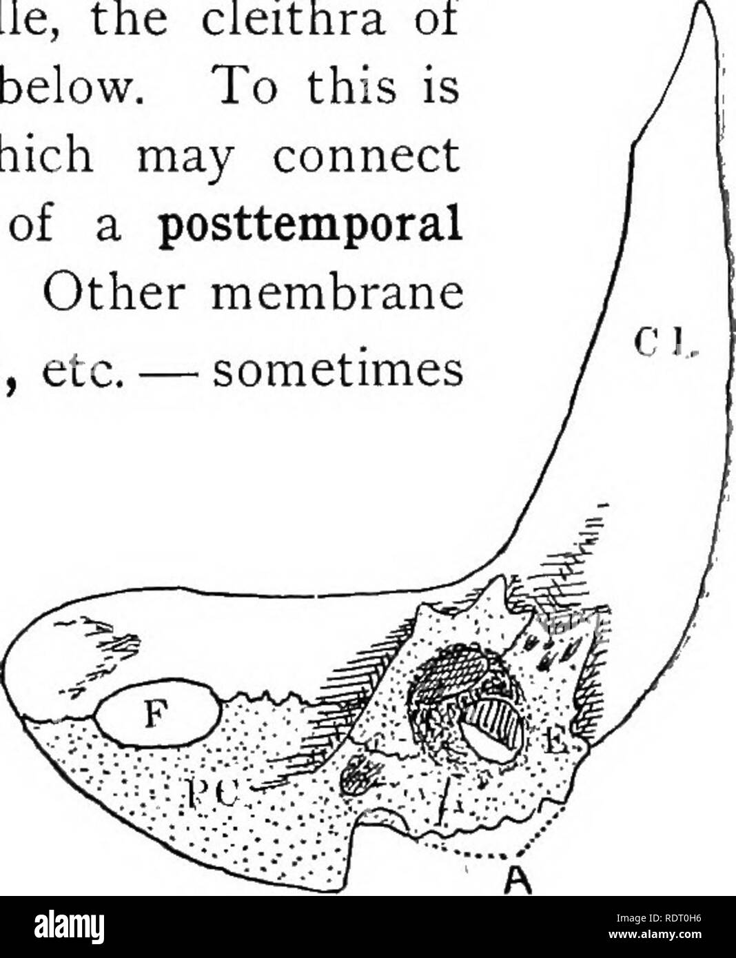 Anterior directly above Black and White Stock Photos & Images - Alamy