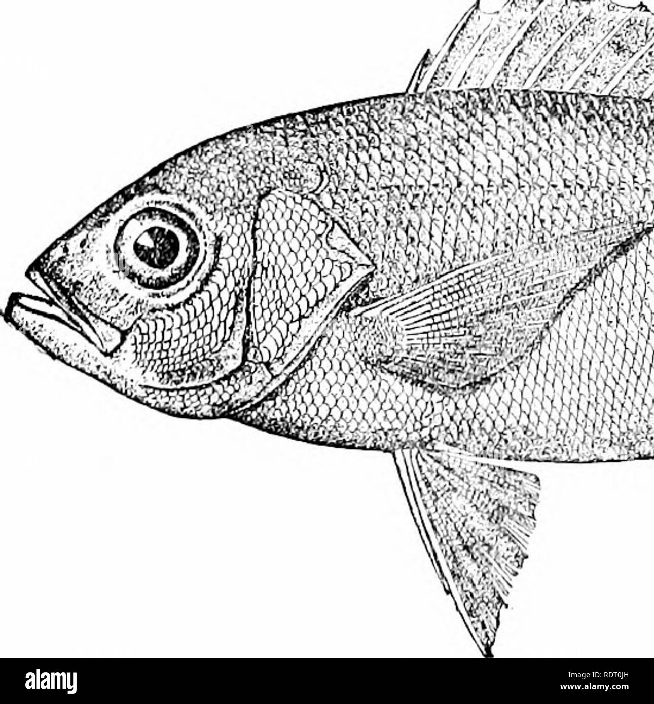. American food and game fishes : a popular account of all the species ...