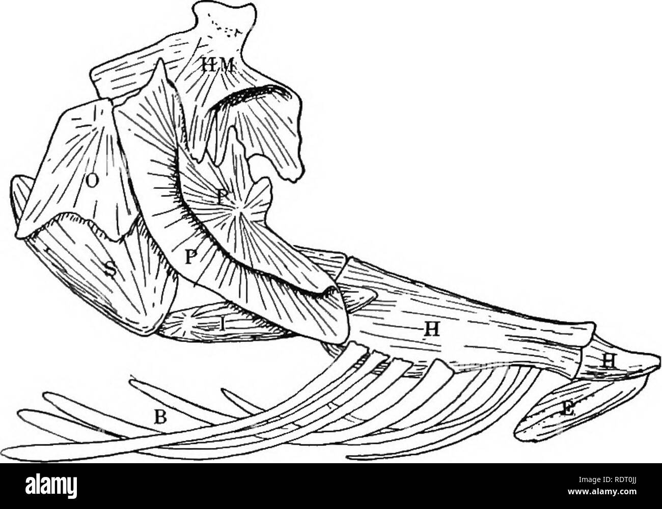 . Text book of vertebrate zoology. Vertebrates; Anatomy, Comparative ...