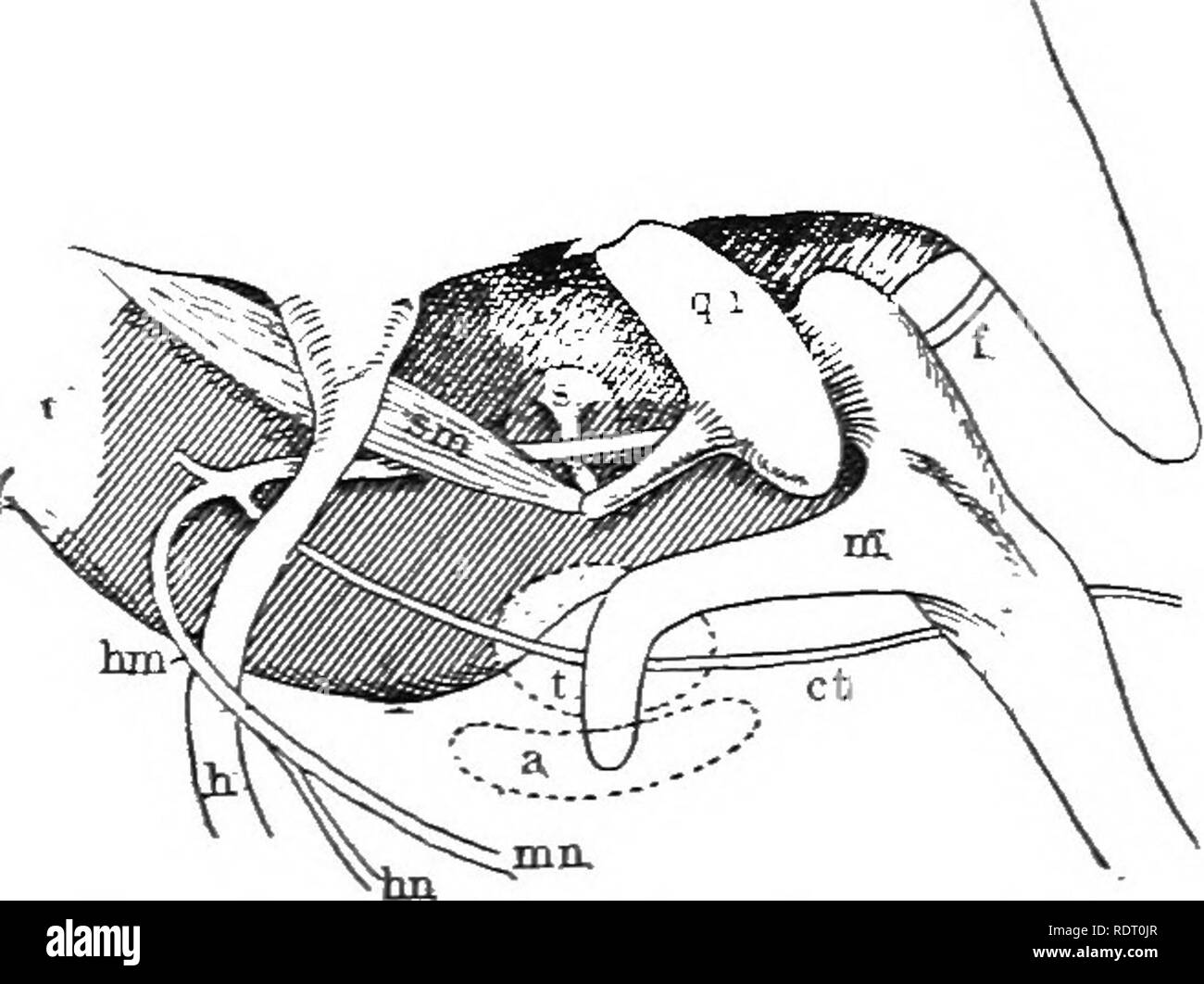 Otic capsule Black and White Stock Photos & Images - Alamy