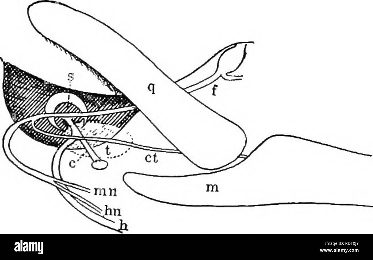 Otic capsule Cut Out Stock Images & Pictures - Alamy
