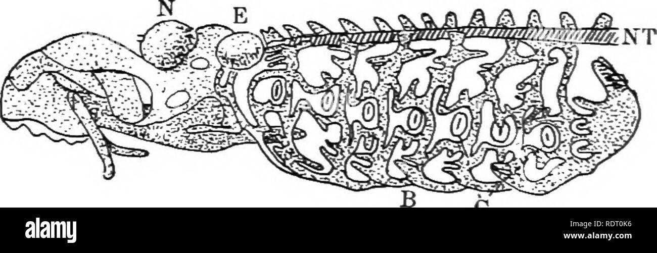 . Text book of vertebrate zoology. Vertebrates; Anatomy, Comparative ...