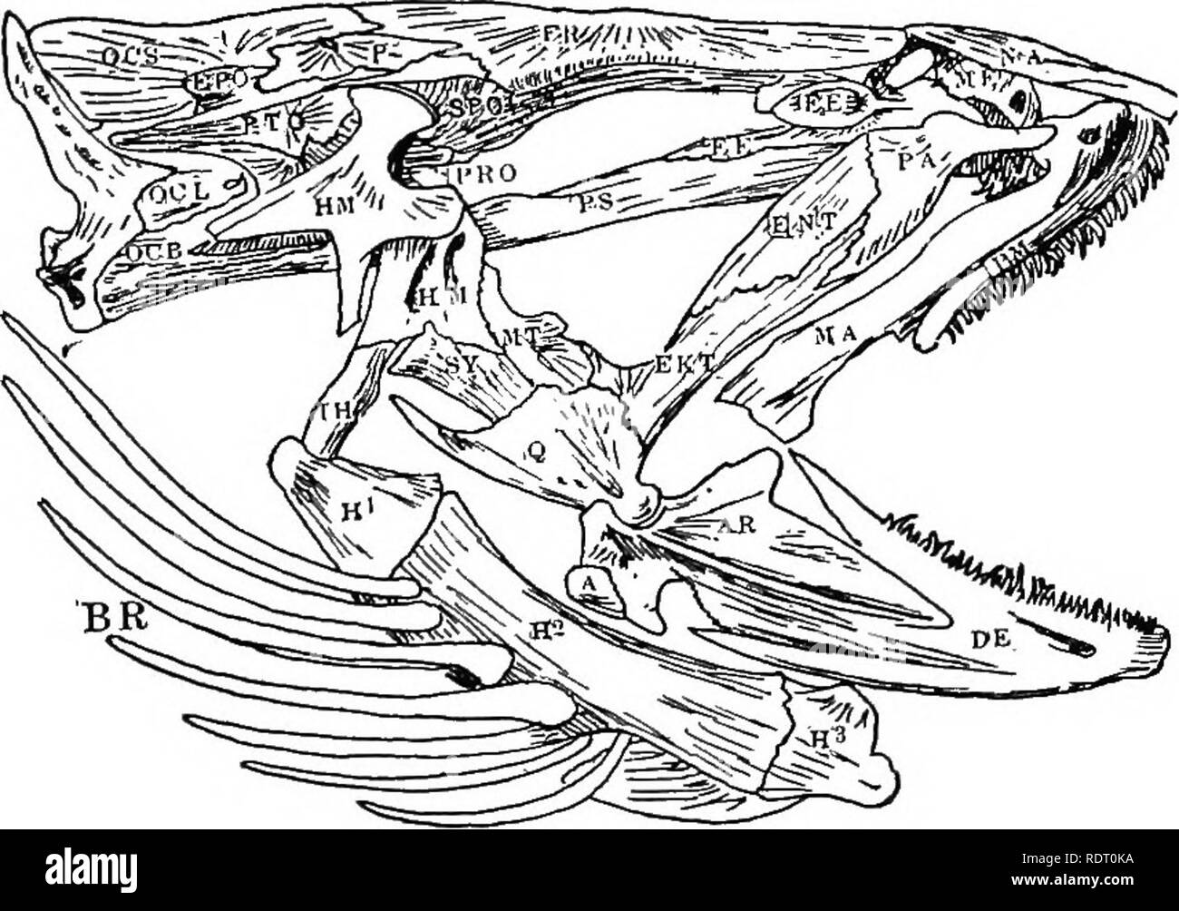 . Text book of vertebrate zoology. Vertebrates; Anatomy, Comparative ...