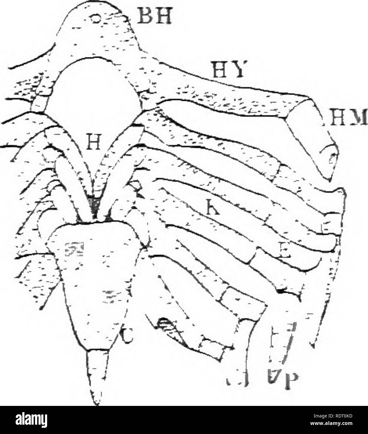 Hyomandibular cleft hi-res stock photography and images - Alamy