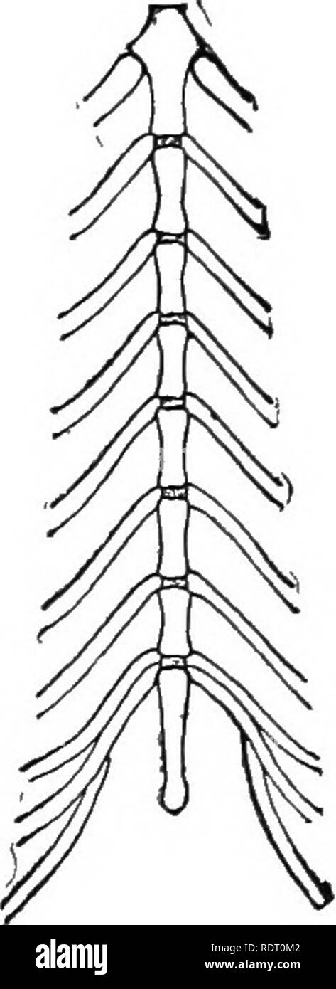 Xiphisternum hi-res stock photography and images - Alamy