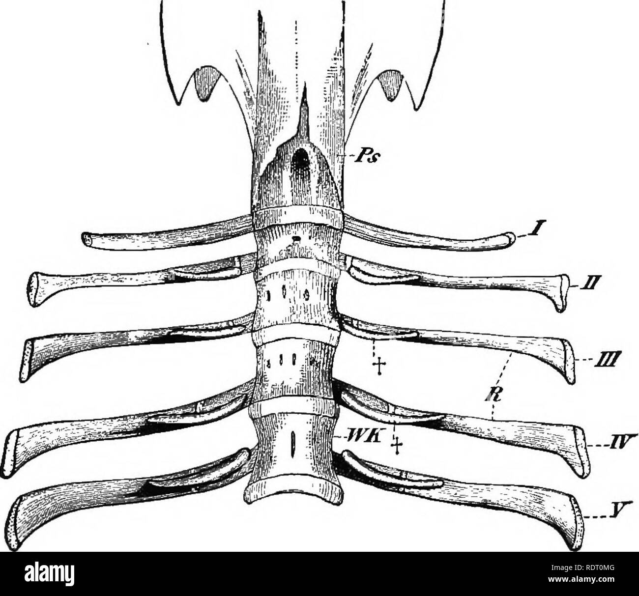 Typical Vertebra Of Frog