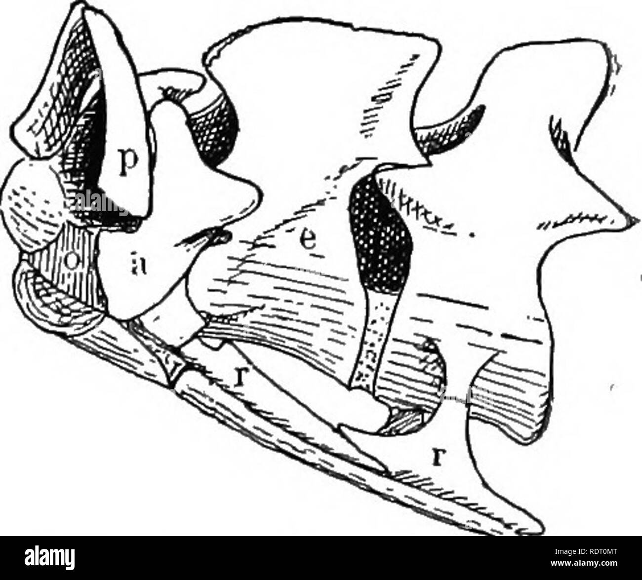 . Text book of vertebrate zoology. Vertebrates; Anatomy, Comparative ...