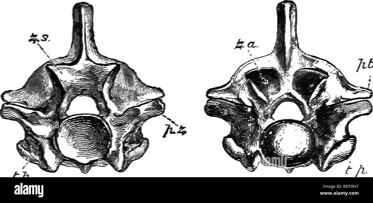 . Text book of vertebrate zoology. Vertebrates; Anatomy, Comparative ...