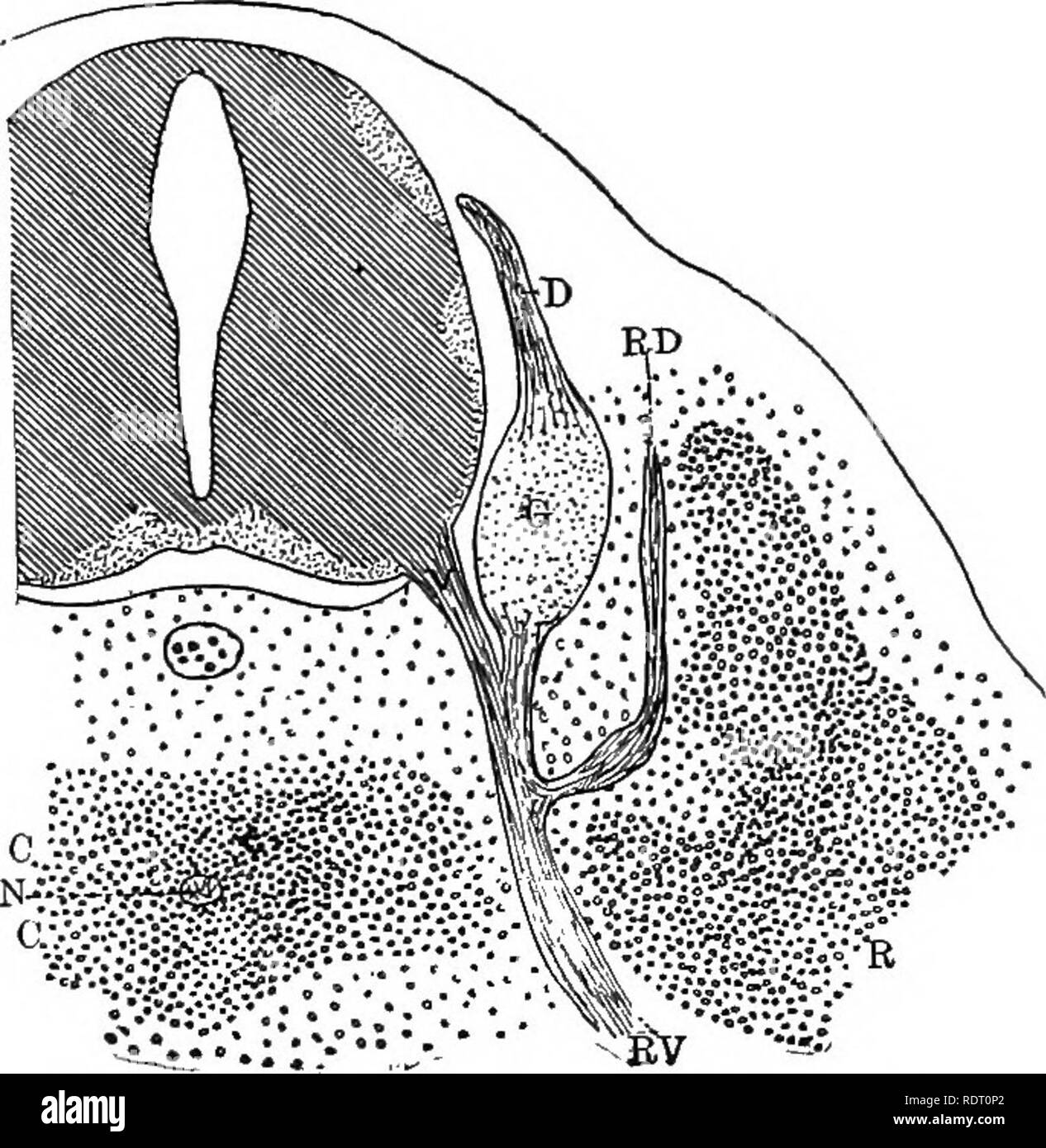 Tissue segmentation hi-res stock photography and images - Alamy